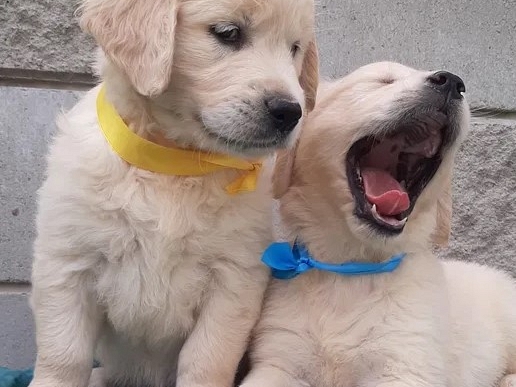 Zlatni retriver i njufaundlender štenci na prodaju