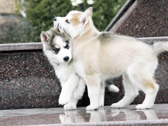 Sibirski haski i samojed štenci na prodaju