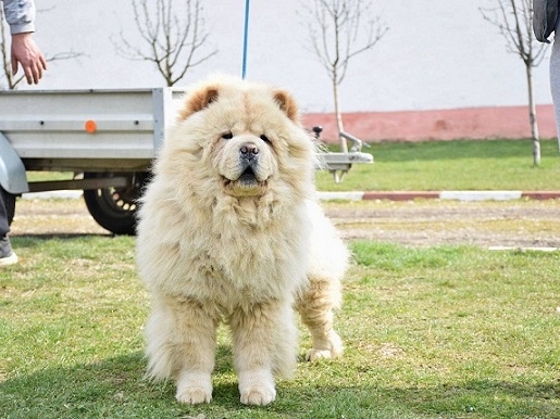 Chow chow cau cau stenad