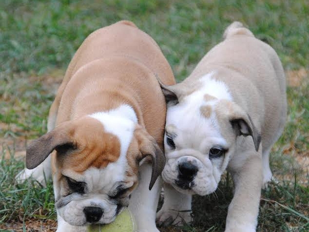 Engleski buldog, štenad vrhunskog porekla
