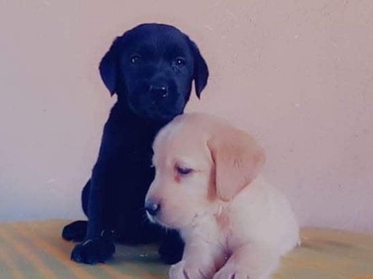 Stenci labrador retrivera odlicnog porekla