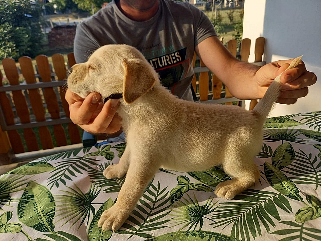 Štenci labradora vrhunskog porekla