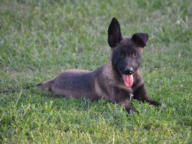 Ponuda štenaca BELGIJSKOG OVČARA