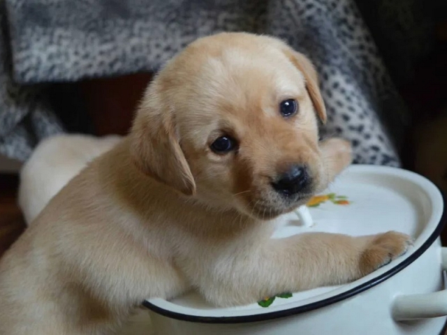 Labrador retriver i bulmastif štenci na prodaju