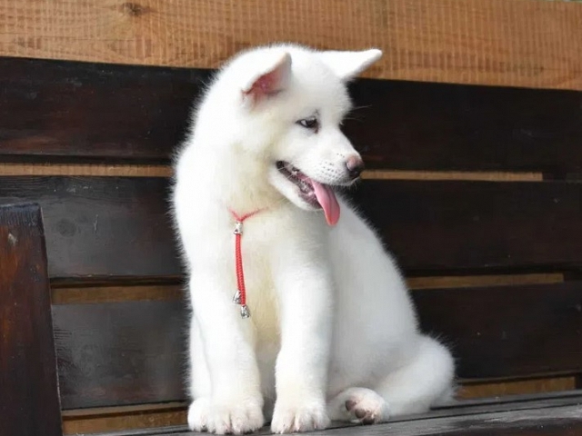 Akita inu i aljaski malamut štenci na prodaju