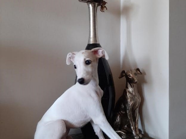 Stenci Vipeta / Whippet
