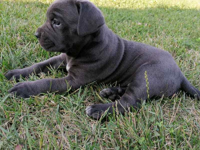 Cane corso sivi stenci
