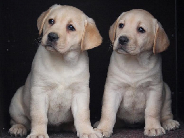 LABRADOR štenci