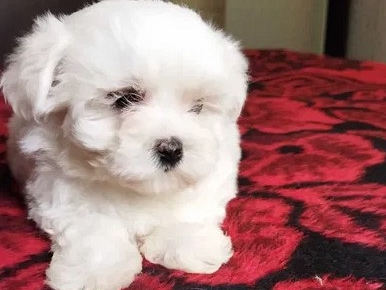 Maltezer i coton de tulear štenci na prodaju