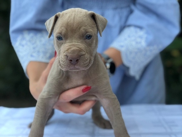 Pit Bul terijer, bluenose štenci vrhunskog kvaliteta