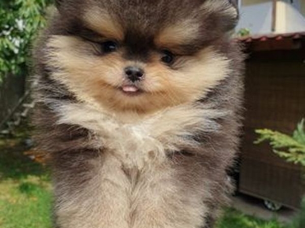 Pomeranac Boo black&tan ženkica