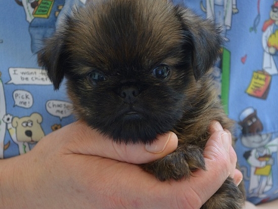 Brussels griffon ( Briselski griffon )