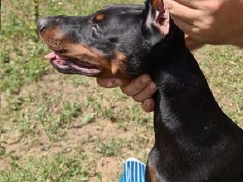 Doberman štenci