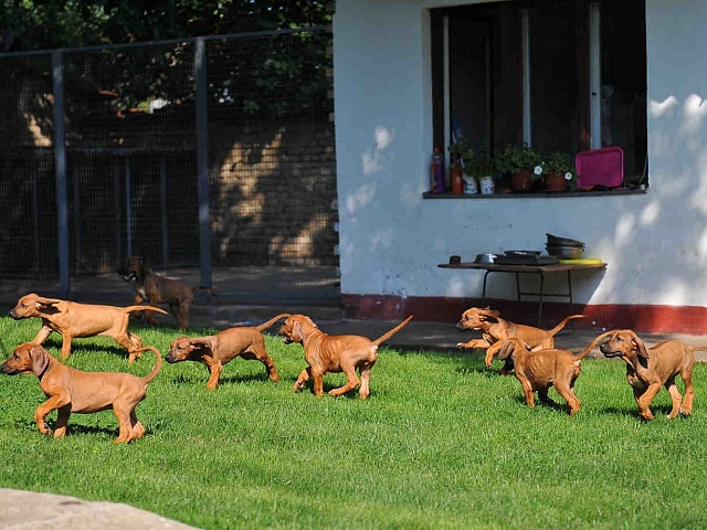 RODEZIJSKI RIDZBEK stenci