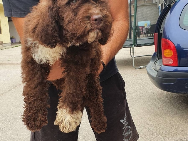Lagotto Romangolo štenci