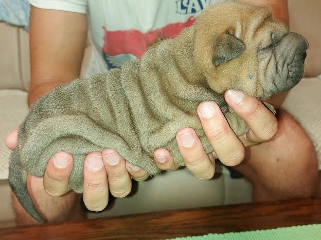 Shar Pei stenci