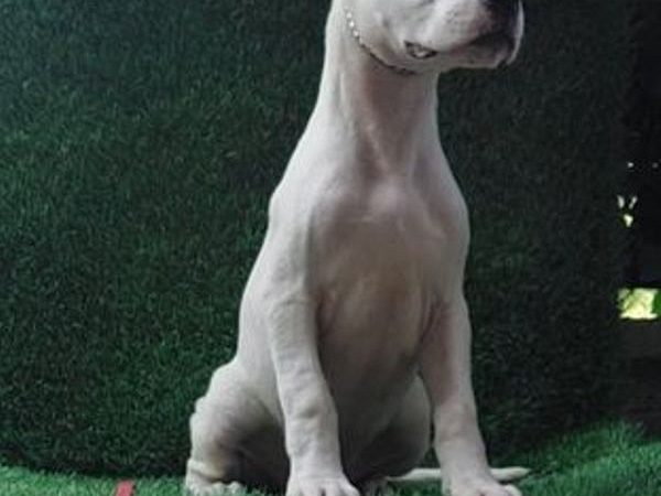 Dogo Argentino ženke od odličnih roditelja