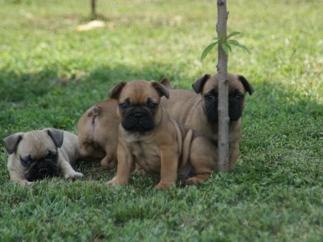 Francuski buldog štenci - rezervacija