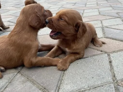 Irski seter i engleski seter štenci na prodaju