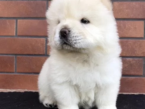 Čau čau i bobtejl štenci na prodaju