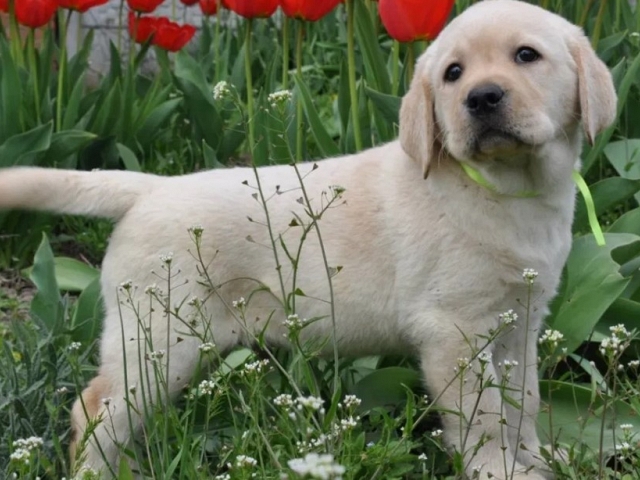 Labrador retriver i bulmastif štenci na prodaju
