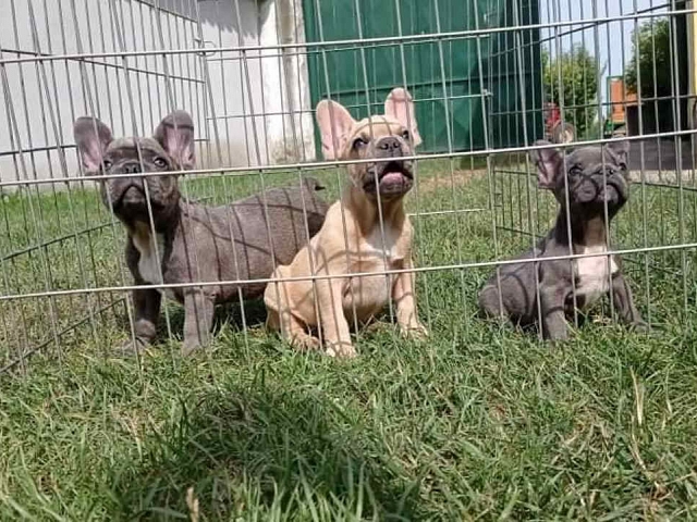 FRANCUSKI BULDOG egzotičnih boja