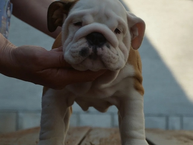 Vrhunski štenci Engleskih Budloga