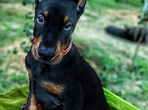 Doberman štenci