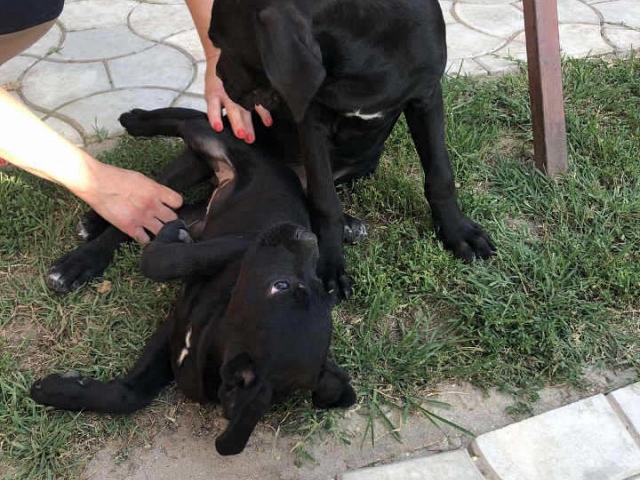 CANE CORSO zenkica i muzjak