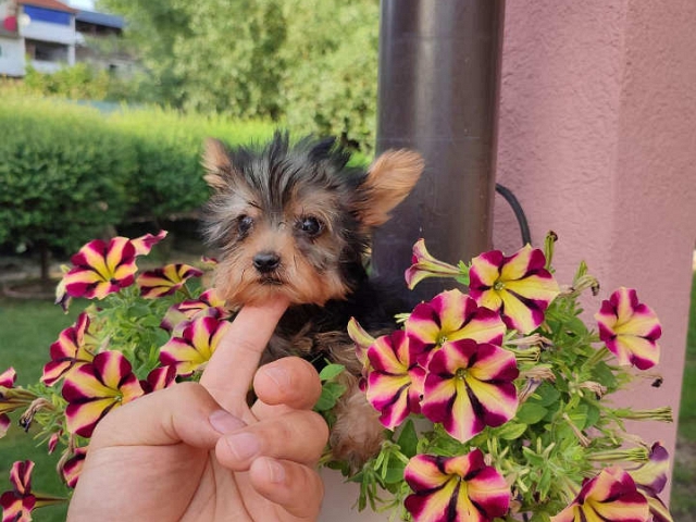 JORKSIRSKI TERIJER musko stene