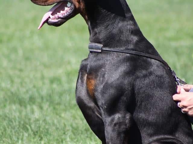 Doberman štenci