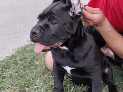Cane Corso štenci