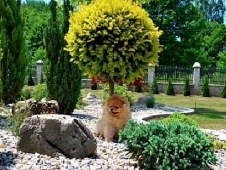 Beautiful puppies Boo Pomerance