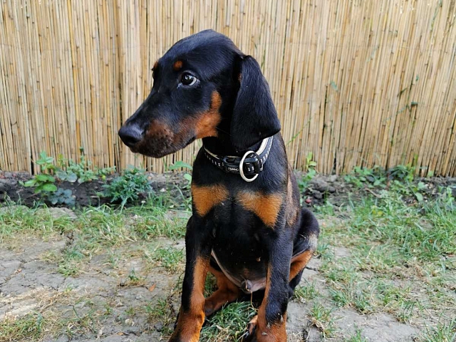 Doberman štenci