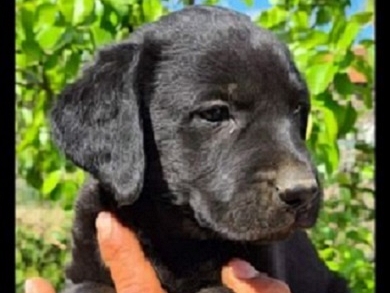 Labrador retriver