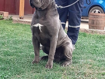 Cane corso štenci