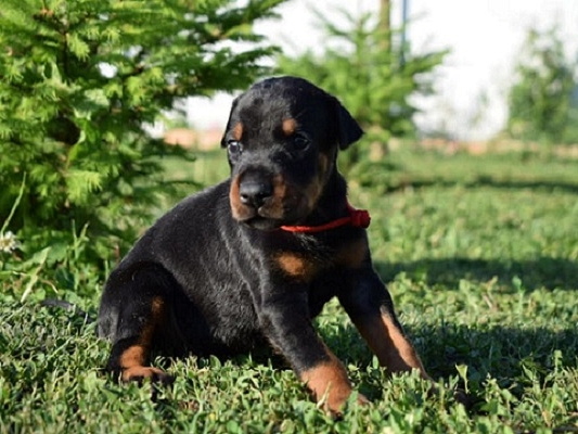 Doberman štenci
