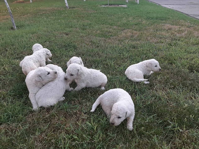 Rezervacija MADJARSKIH KUVASA
