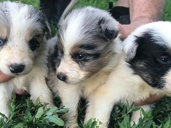 Border collie štenci na prodaju