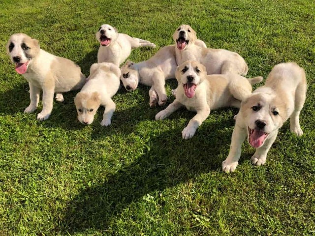 Na prodaju stenci AZIJATA