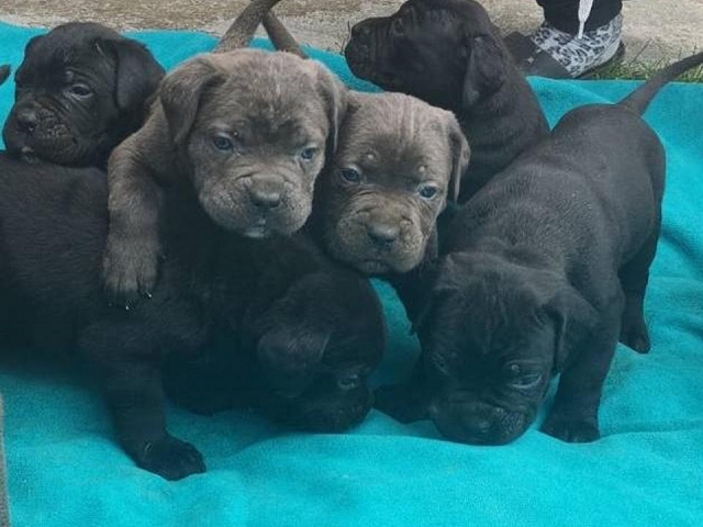 CANE CORSO stenci na prodaju