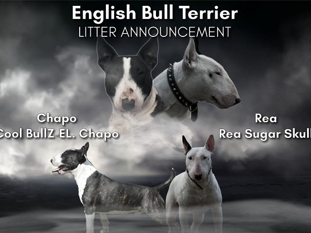 BULL TERRIER stenci na prodaju