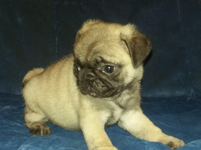 MOPS kvalitetno musko stene