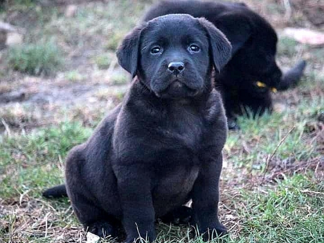 Labrador retriver, štenci