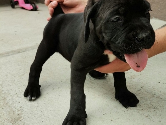 Cane corso štenci