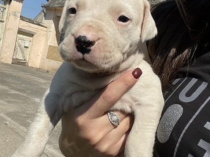 Dogo Argentino štenci