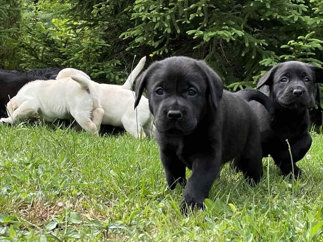 LABRADOR RETRIVER stenci sa rodovnikom