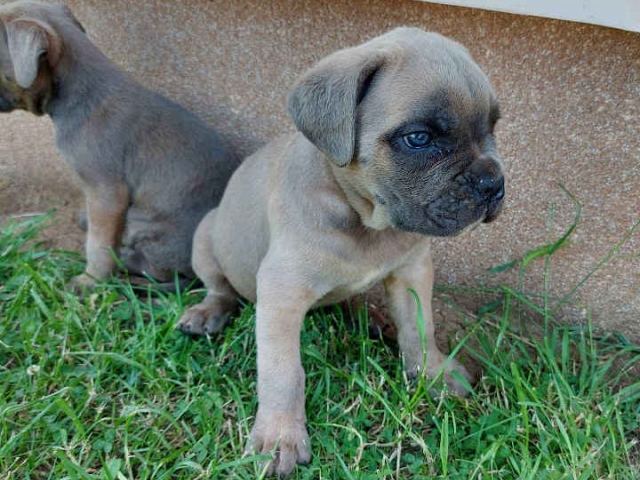 CANE CORSO stenci formentino i siva