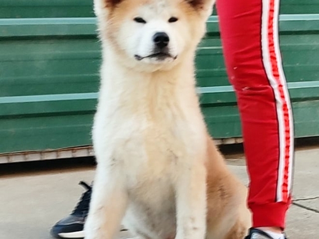 Japanska AKITA INU