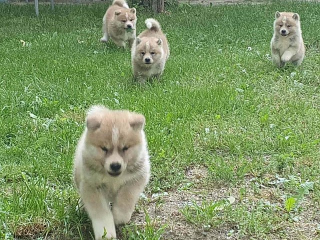 Akita Inu štenci izložbenog potencijala